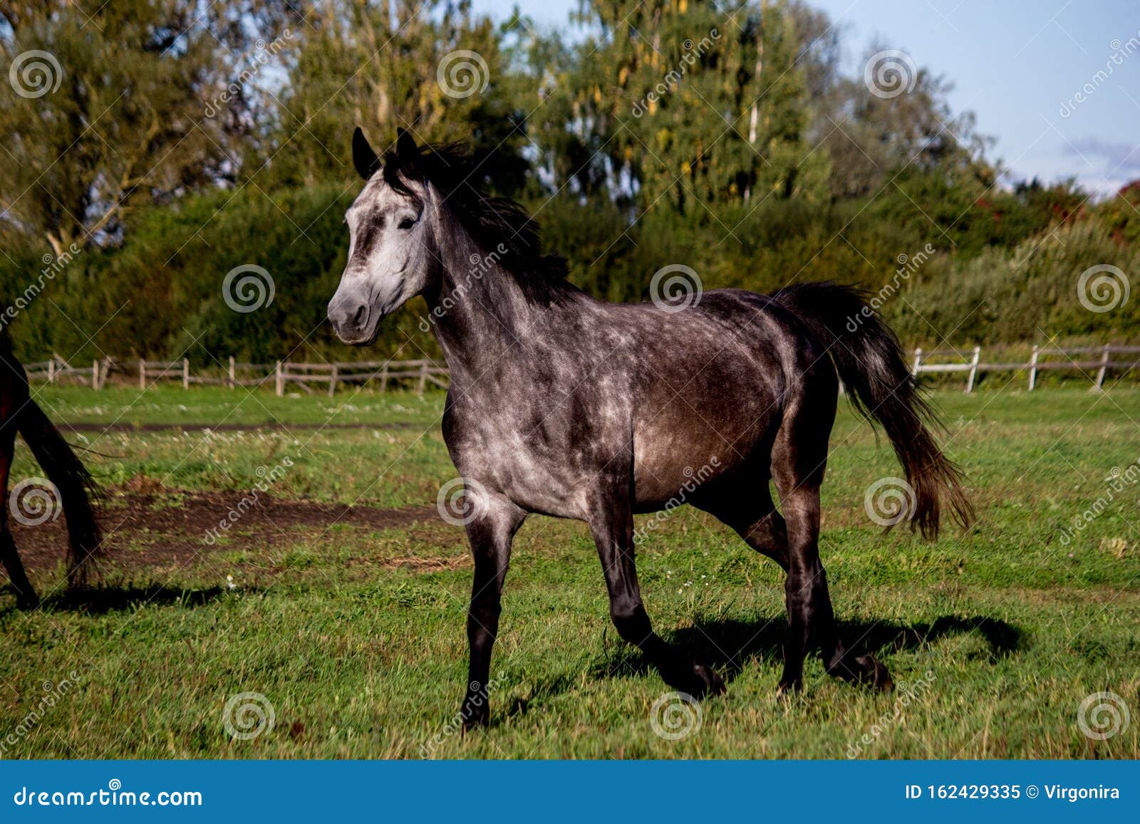 Caballo Gris Trotando En El Pasto Imagen de archivo - Imagen de ...