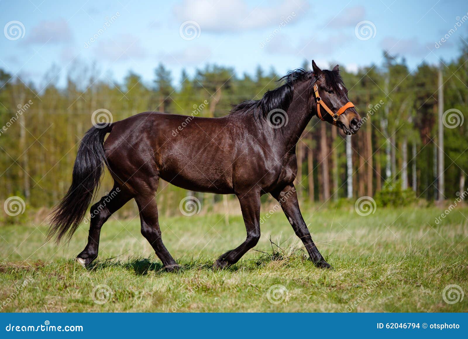 Caballo Hermoso Que Corre Al Aire Libre Foto de archivo - Imagen de ...
