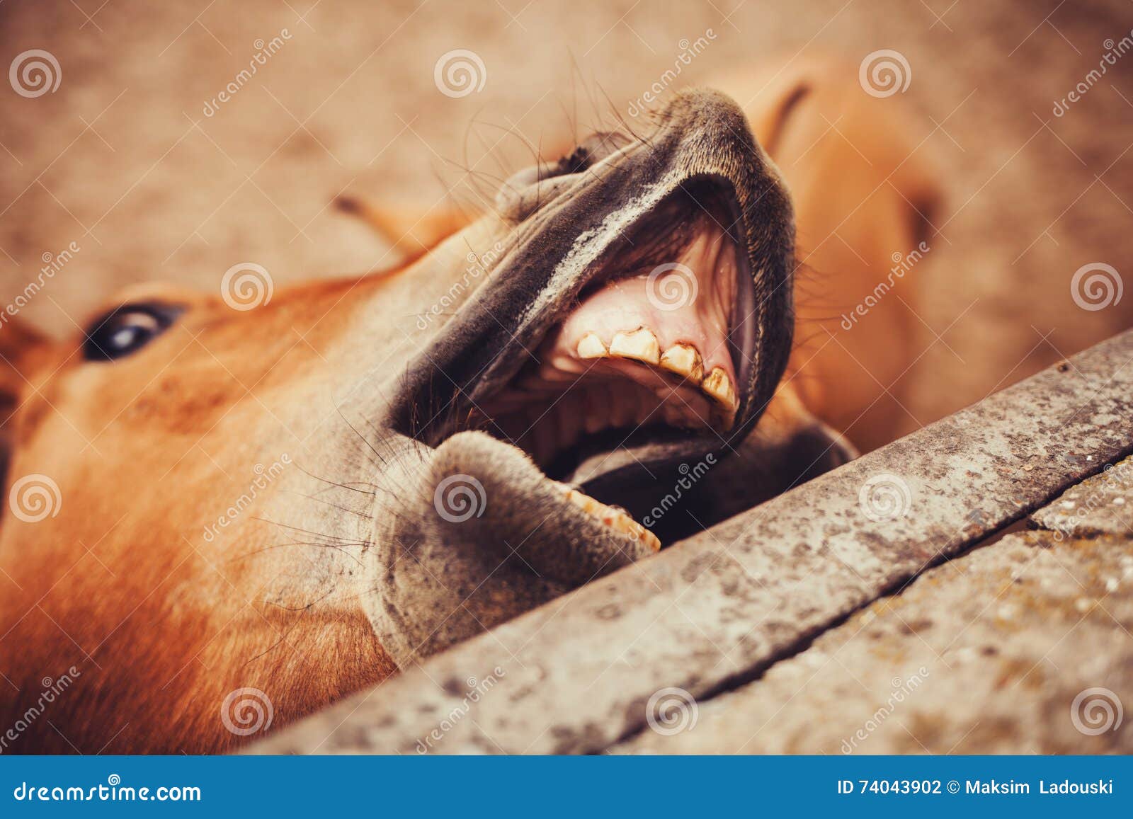 Caballo loco al aire libre foto de archivo. Imagen de hilarante - 74043902