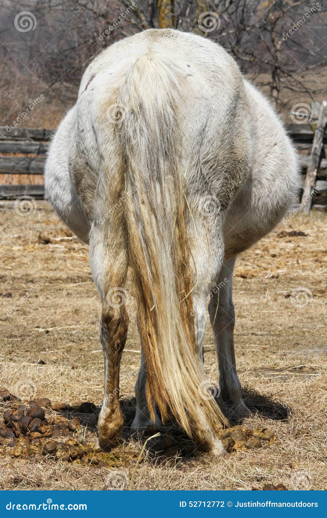 Caballo Mare Pregnant foto de archivo. Imagen de piel - 52712772