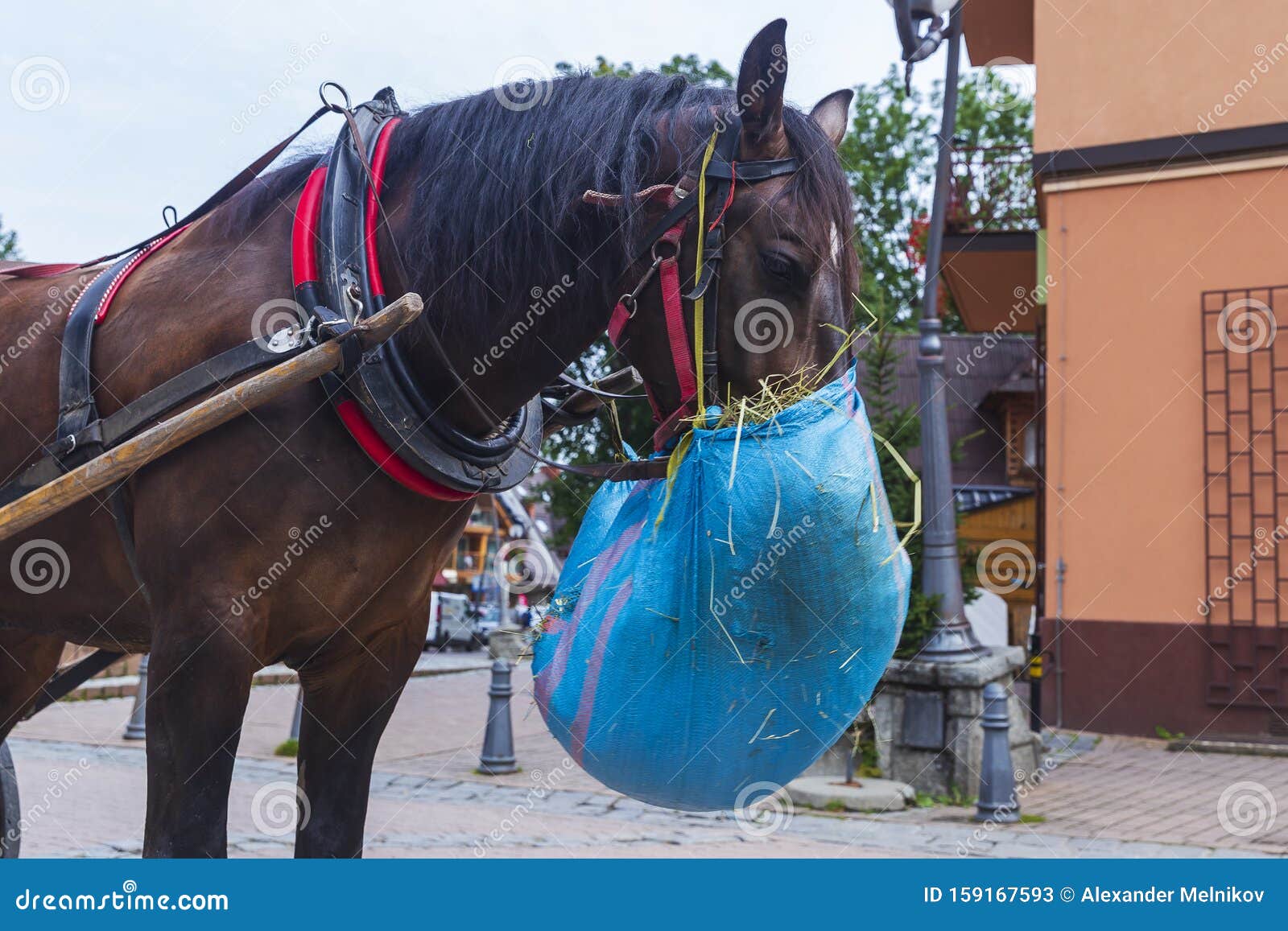 Caballo Masticando Heno De Una Bolsa Colgada En Ella Imagen de archivo ...