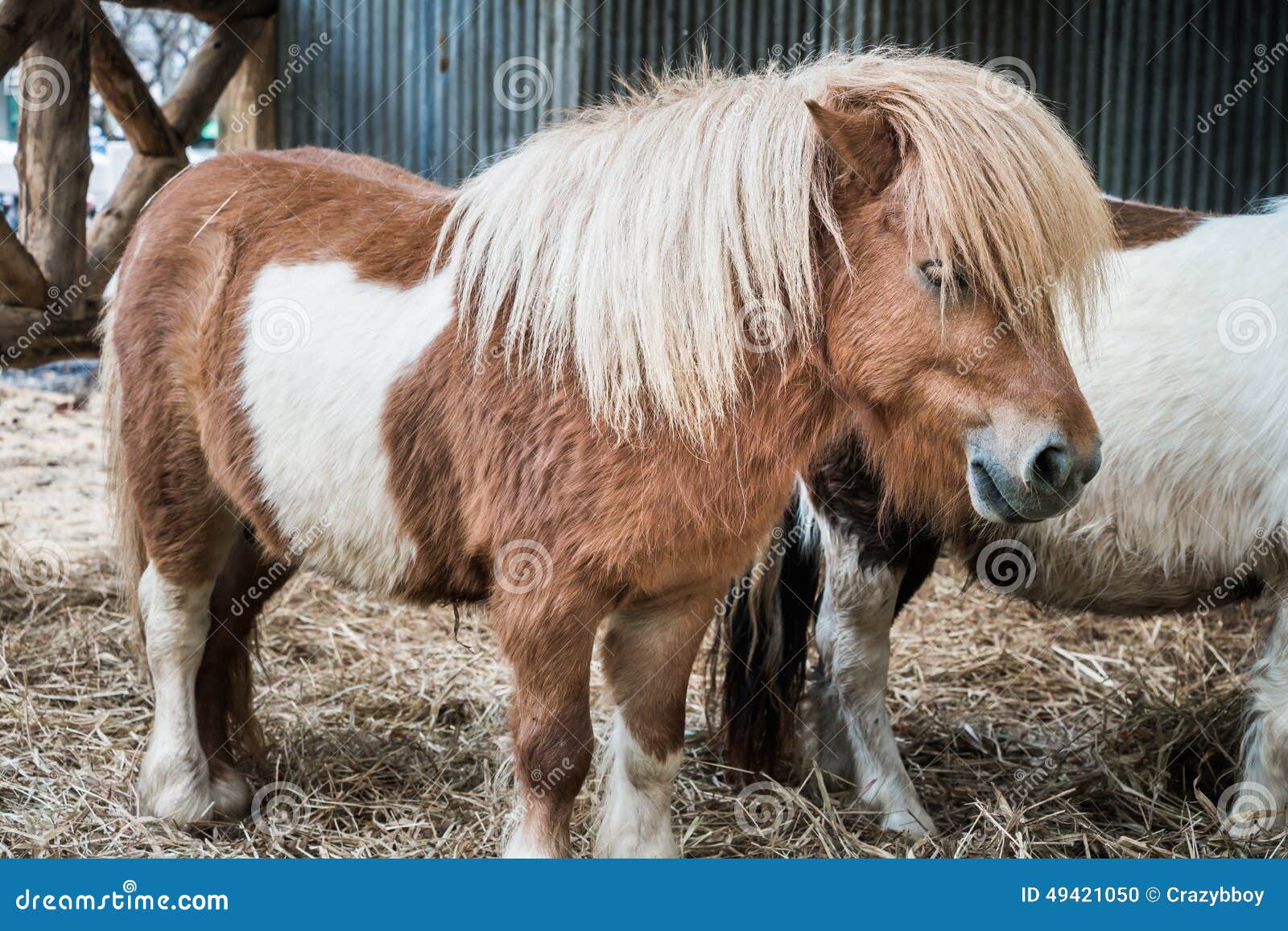 Caballo Miniatura De Brown Con El Pelo Largo Foto de archivo - Imagen ...