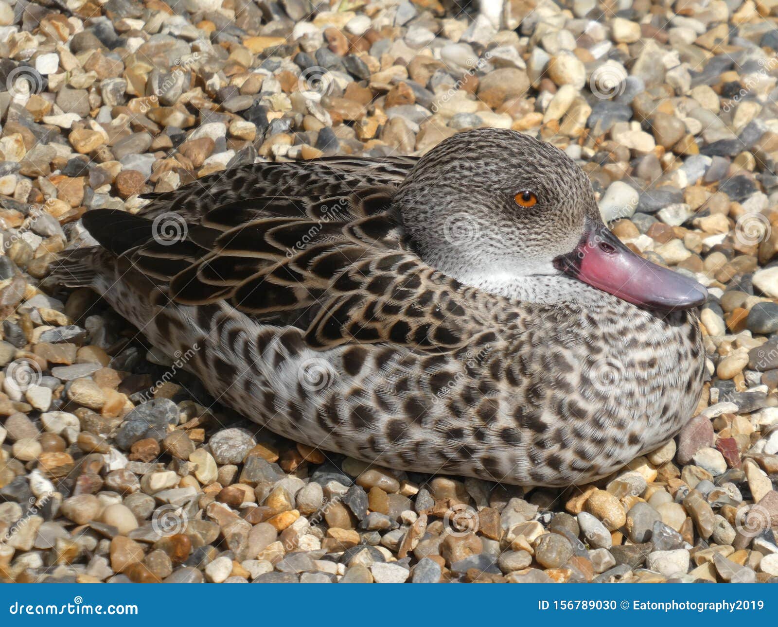 Caballo mirando al mundo foto de archivo. Imagen de aves - 156789030
