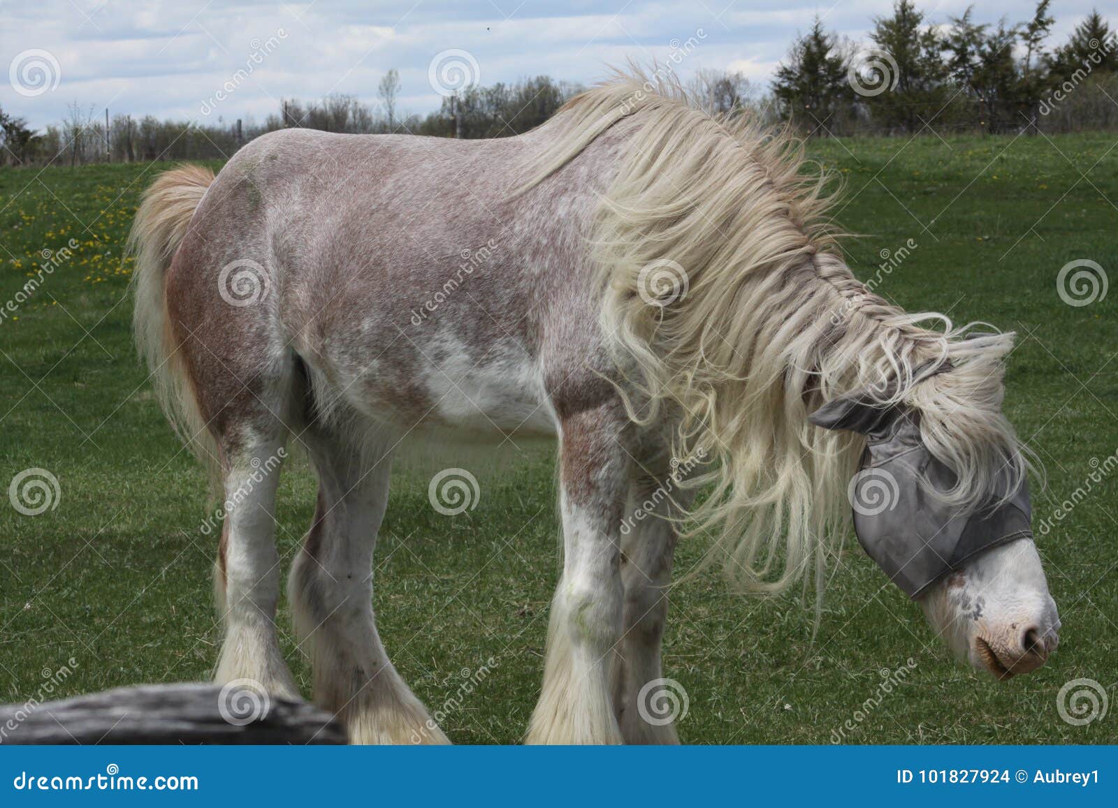 Caballo, pelo largo foto de archivo. Imagen de amarillento - 101827924