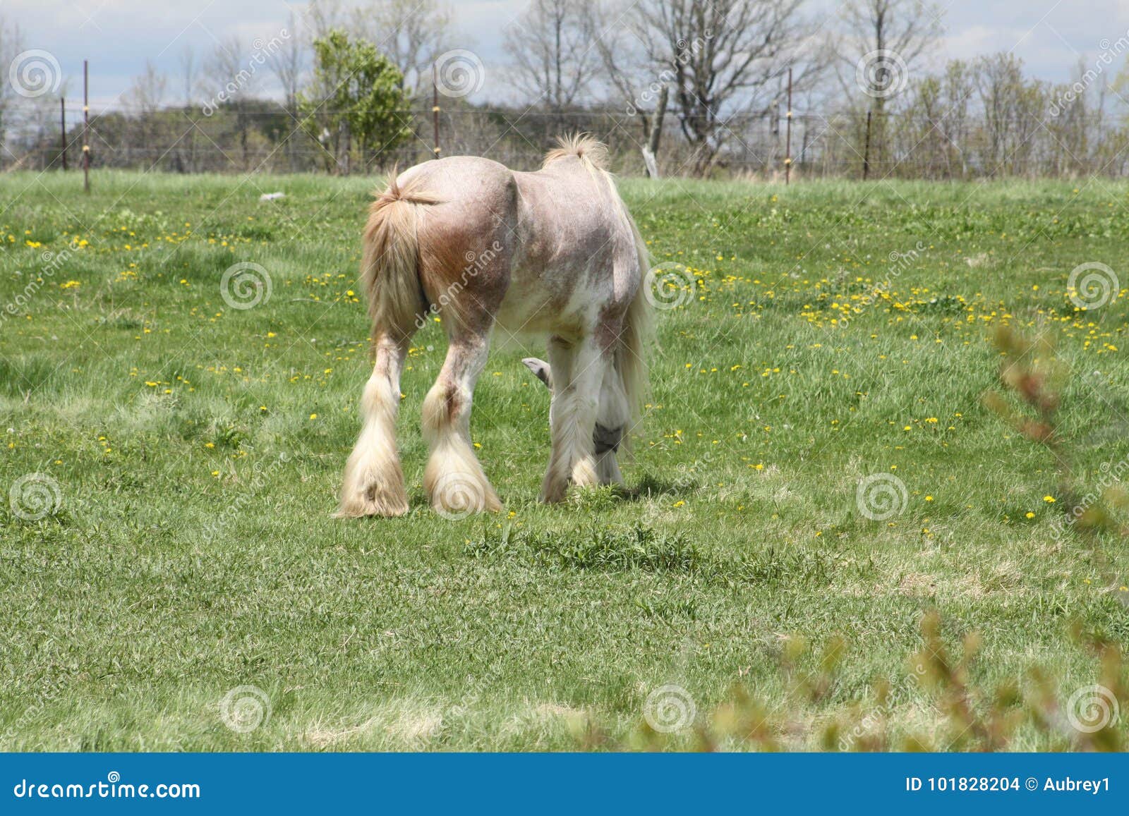 Caballo, pelo largo foto de archivo. Imagen de sombrilla - 101828204
