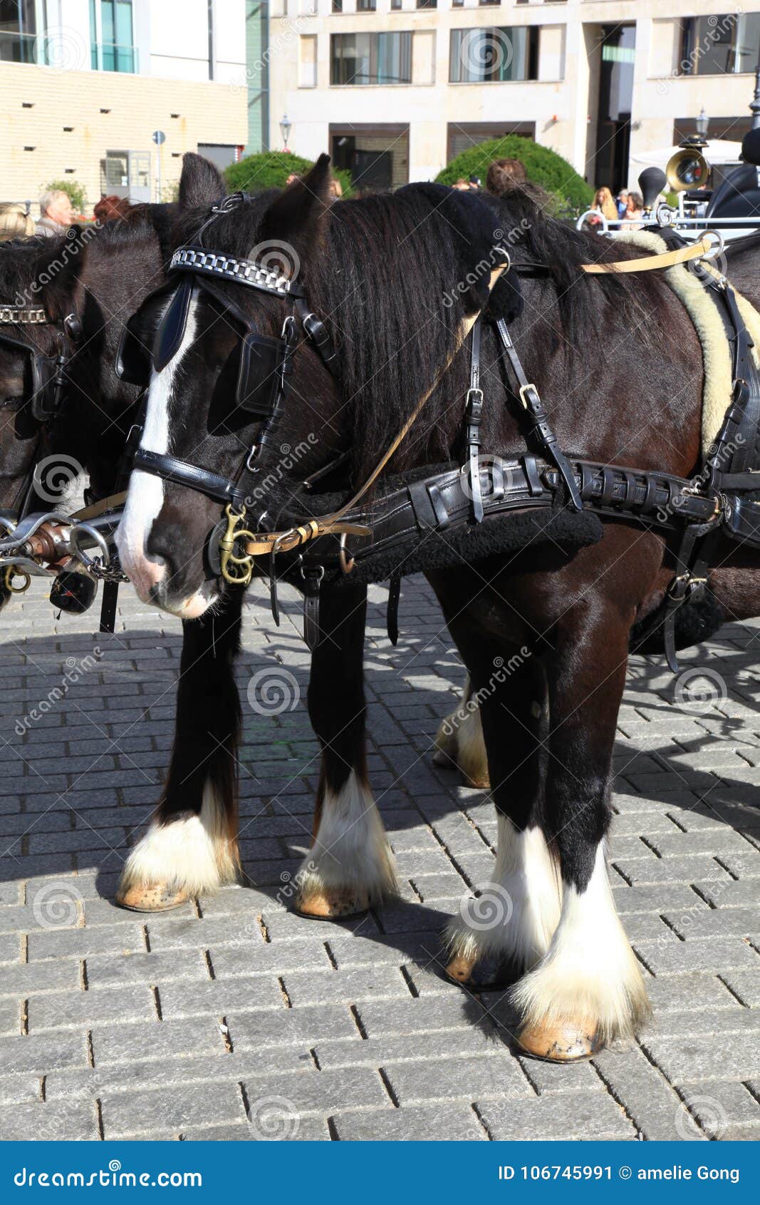 Caballo peludo foto editorial. Imagen de berlina, brandenburgo - 106745991