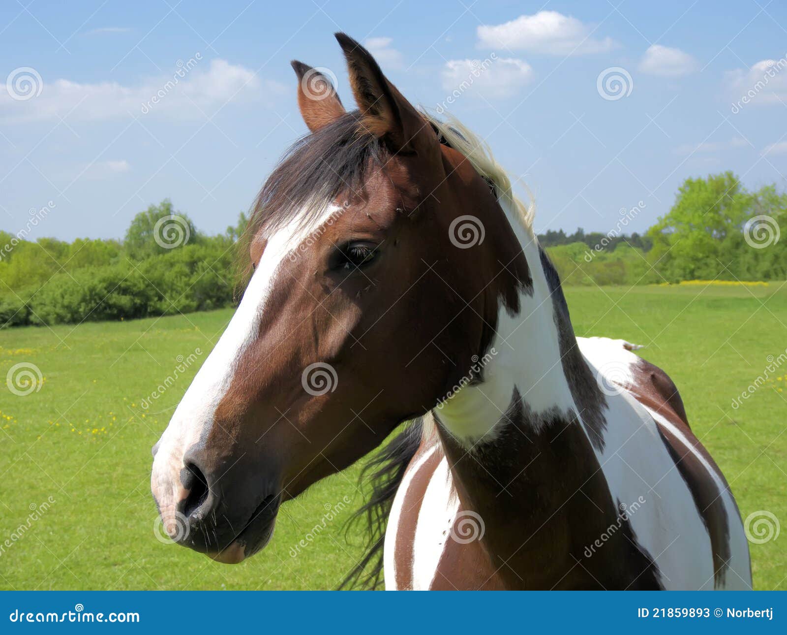 Caballo picazo imagen de archivo. Imagen de pintado, deporte - 21859893