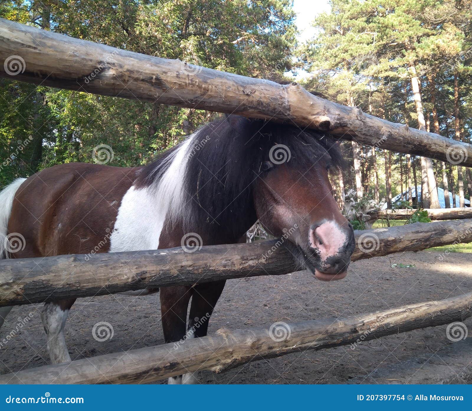 Caballo Pony Camina En El Paddock De La Granja Foto de archivo - Imagen ...