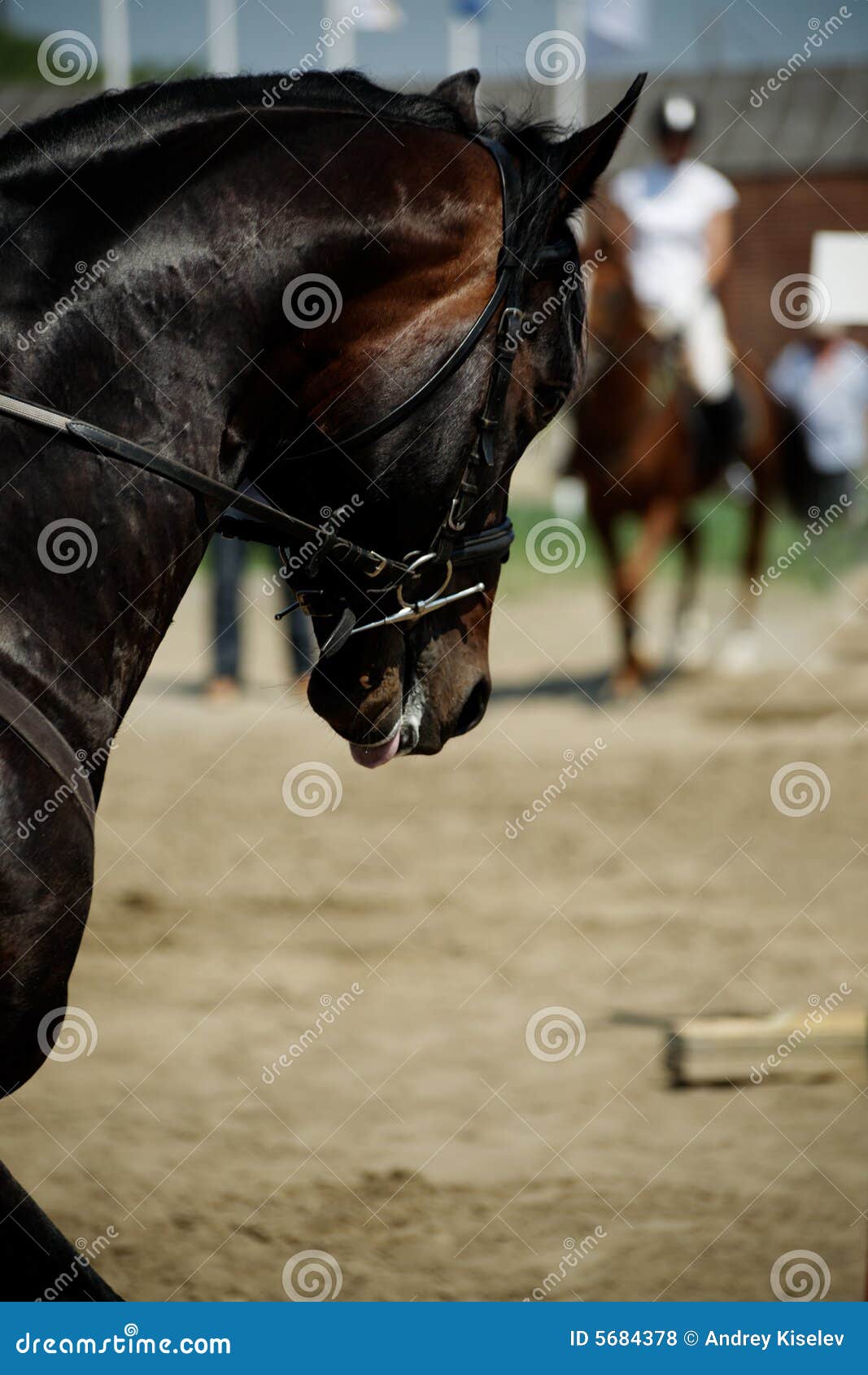 Caballo Trasero Imagen. Imagen: 5684378