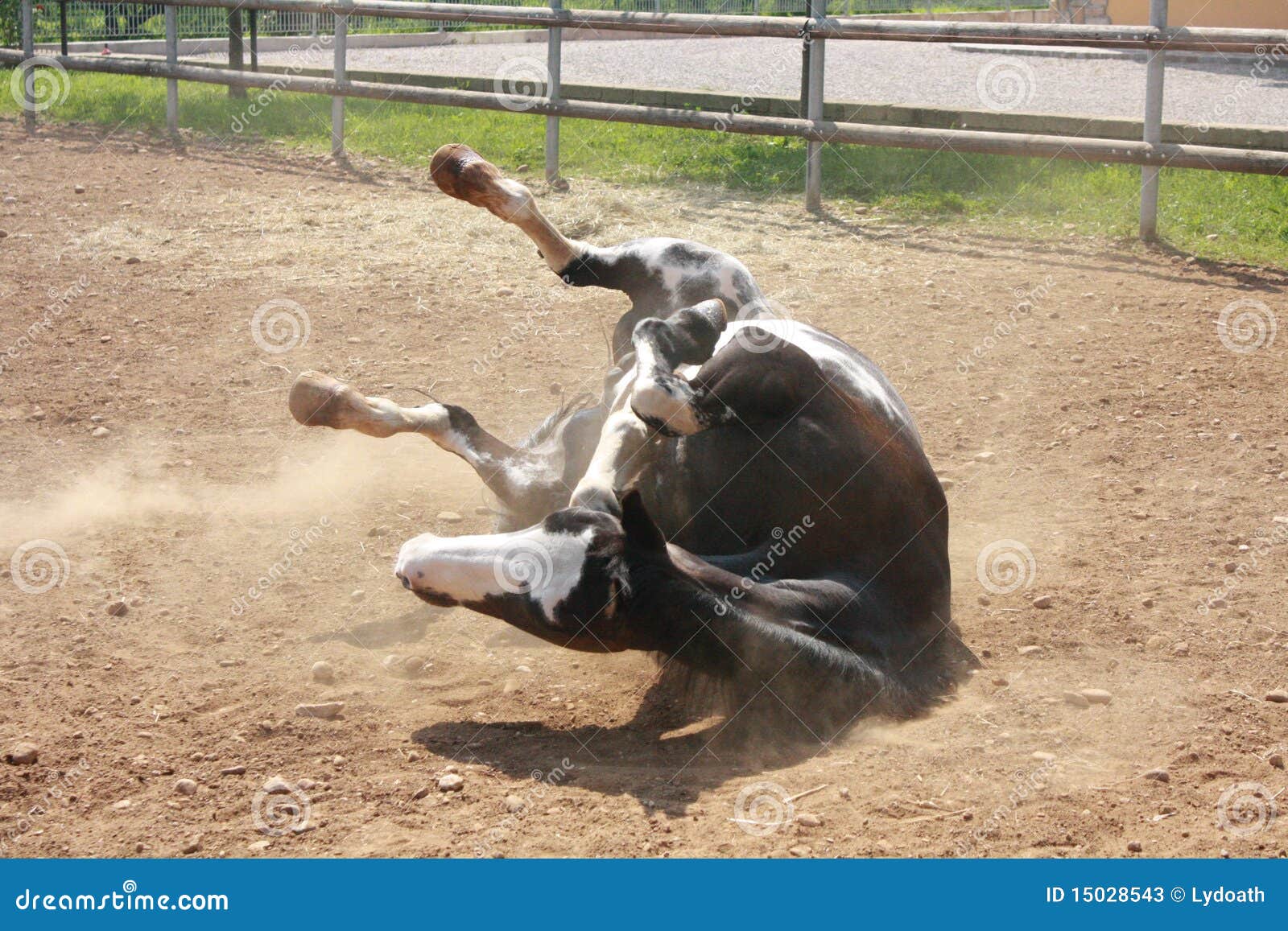 Caballo que cae abajo imagen de archivo. Imagen de cubo - 15028543