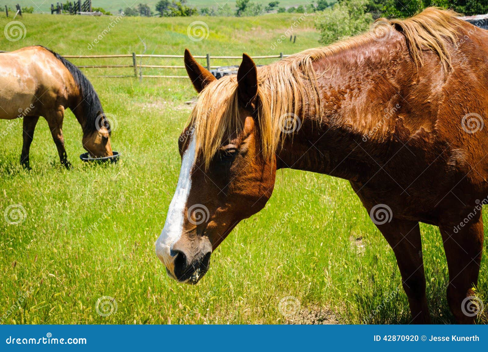 Caballo que come en rancho foto de archivo. Imagen de comer - 42870920
