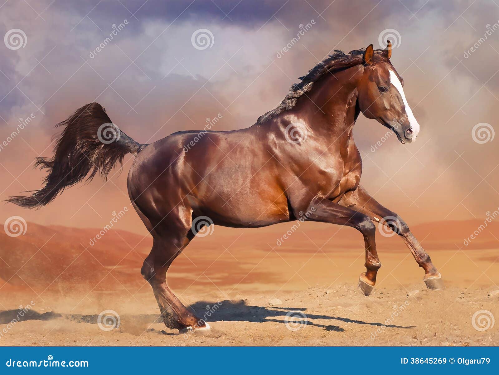 Caballo Que Corre En El Desierto Imagen de archivo - Imagen de exterior ...