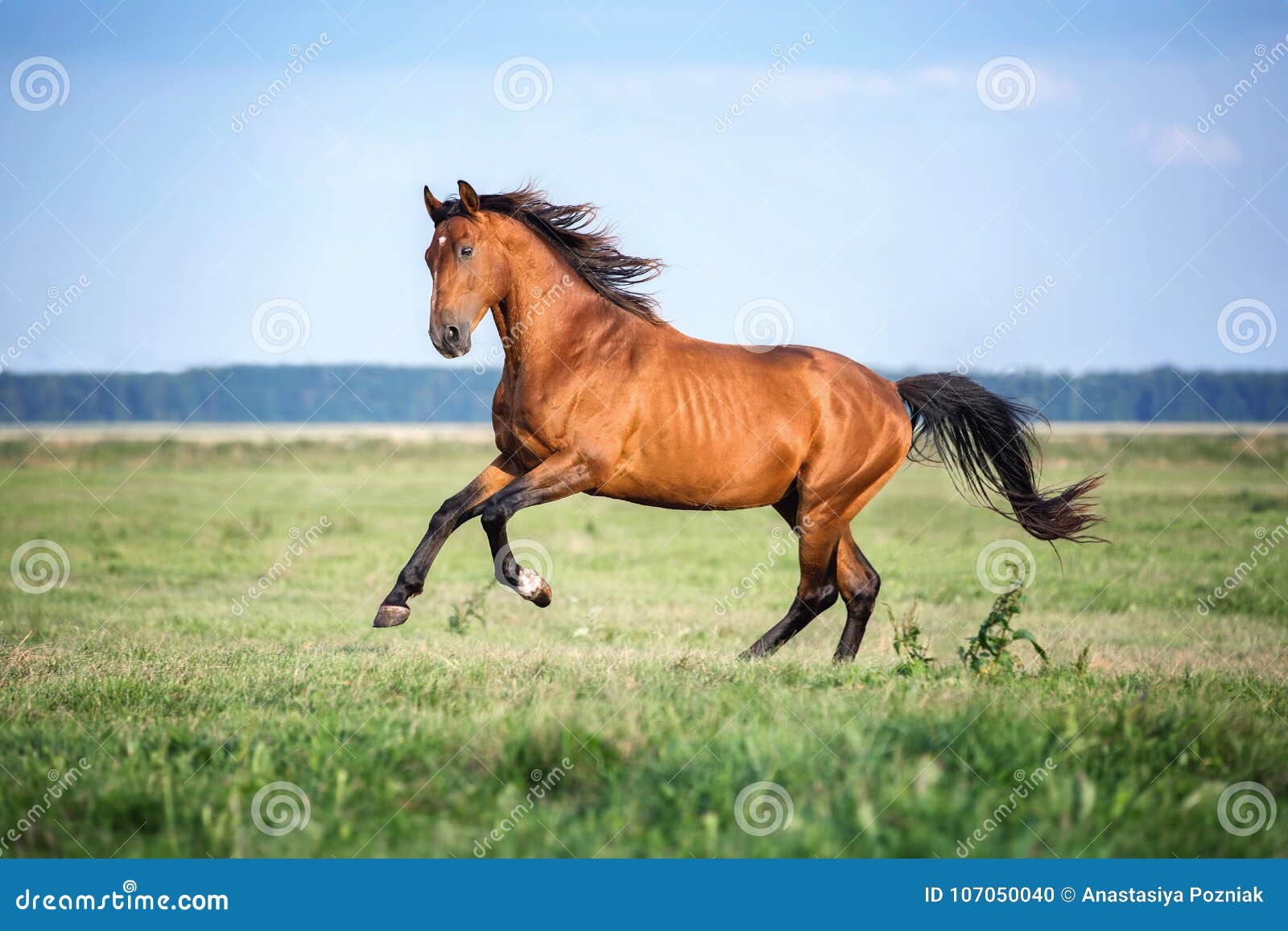 Caballo Que Corre Libremente En El Pasto Foto de archivo - Imagen de ...
