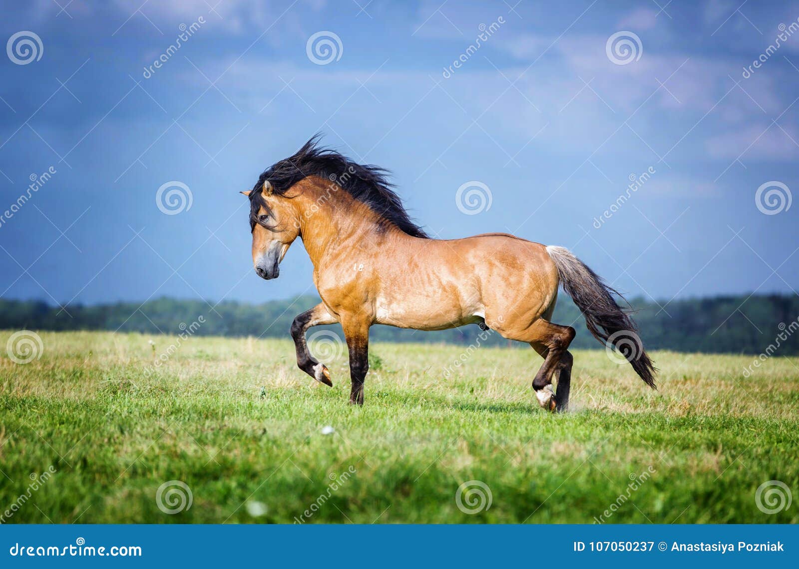 Caballo Que Corre Libremente En El Pasto Imagen de archivo - Imagen de ...