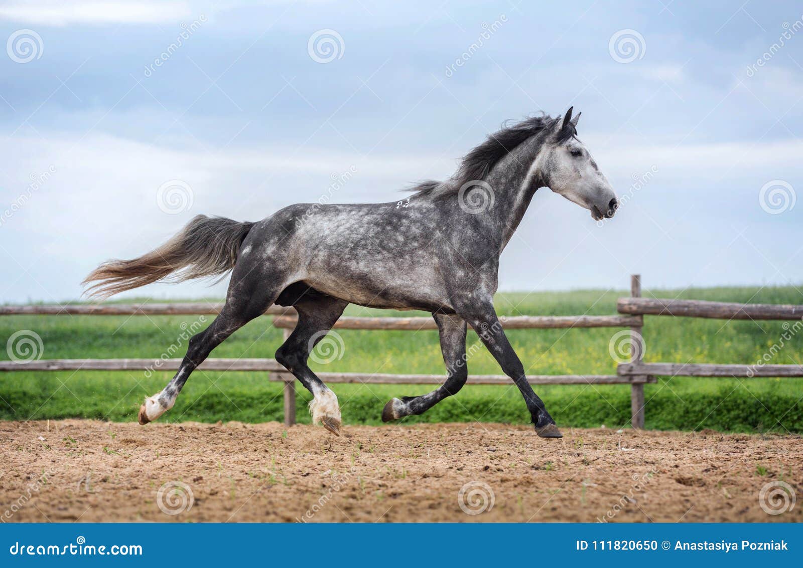 Caballo Que Corre Libremente En El Pasto Foto de archivo - Imagen de ...