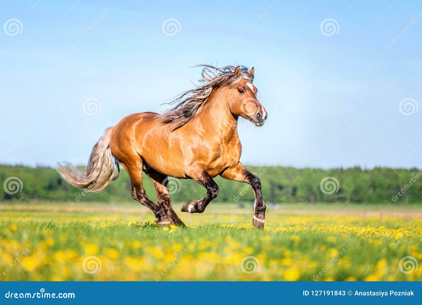 Caballo Que Corre Libremente En El Pasto Imagen de archivo - Imagen de ...