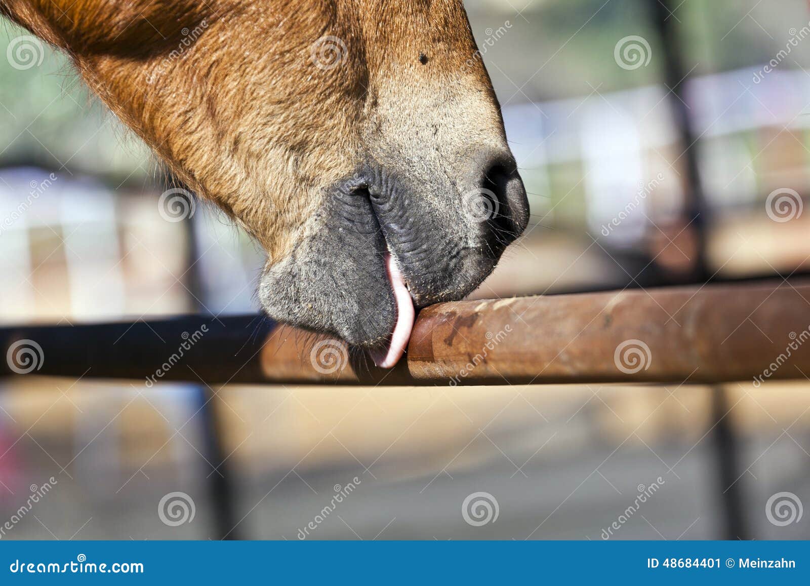Caballo Que Lame La Cerca Oxidada En El Establo Imagen de archivo ...