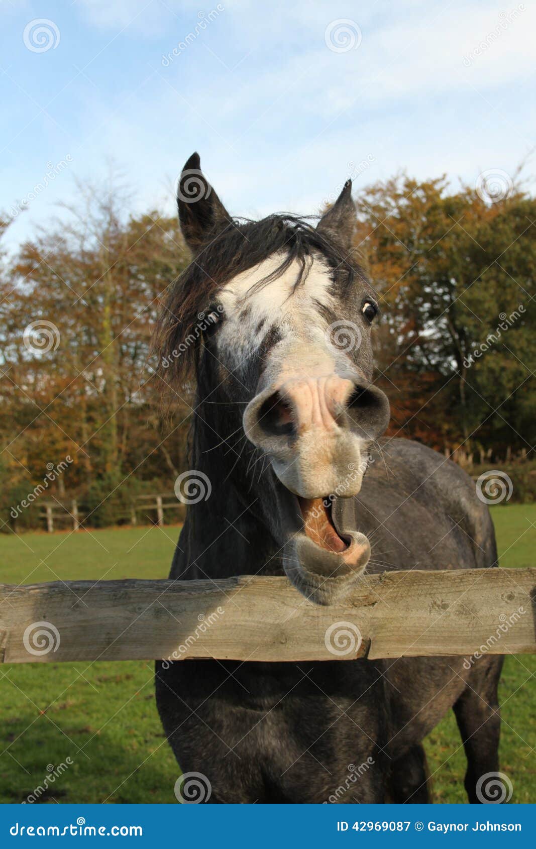 Caballo Que Ríe O Que Bosteza Imagen de archivo - Imagen de cierre ...