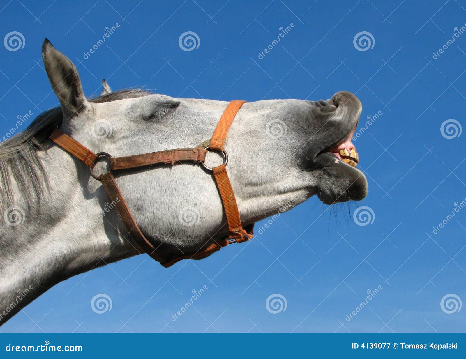 Caballo que relincha imagen de archivo. Imagen de gris - 4139077