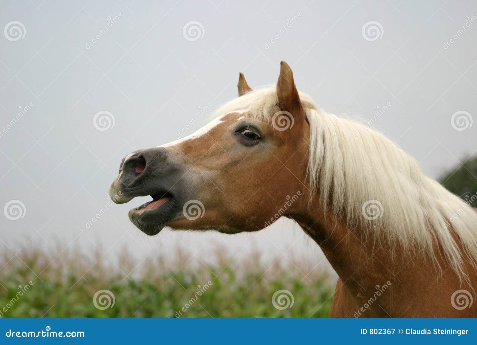 Caballo que relincha imagen de archivo. Imagen de travieso - 802367