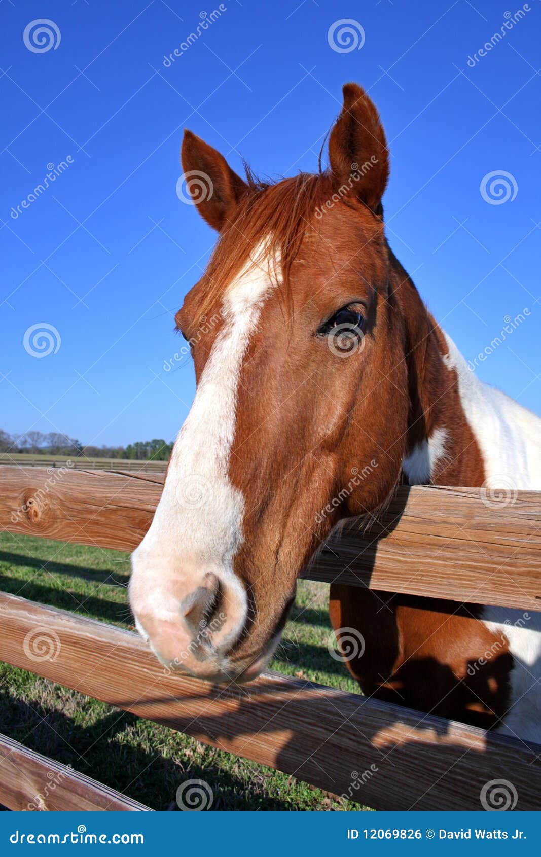 Caballo rojo foto de archivo. Imagen de tejas, caballo - 12069826