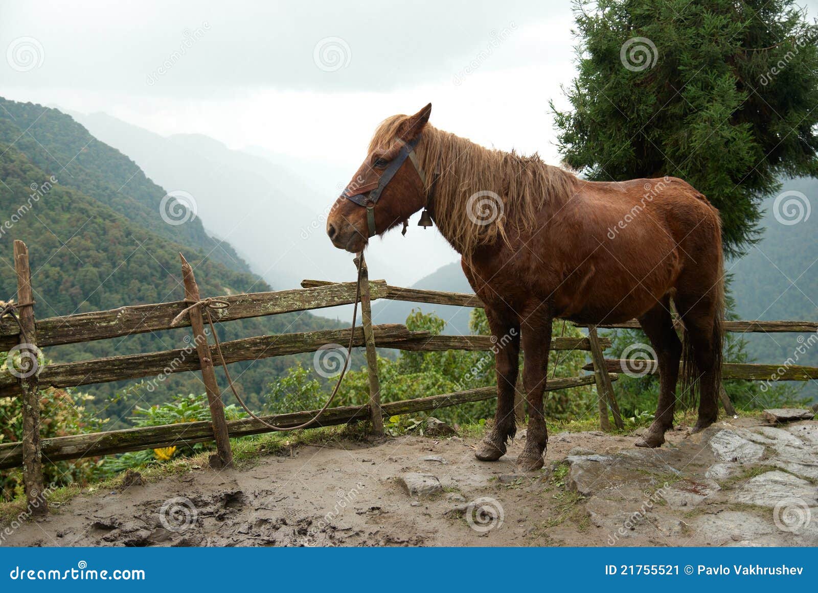 Caballo rojo imagen de archivo. Imagen de animal, pasto - 21755521