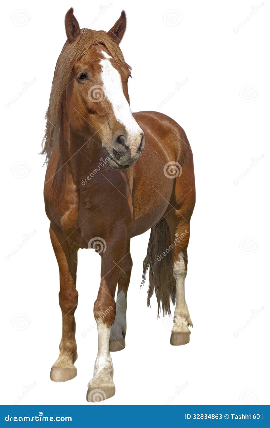 Caballo rojo imagen de archivo. Imagen de gris, doméstico - 32834863