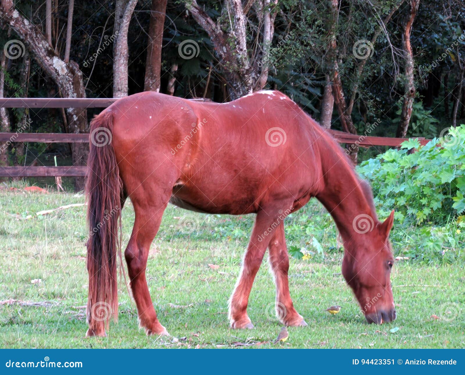 Caballo Rojo Con Los Puntos Blancos Imagen de archivo - Imagen de ...