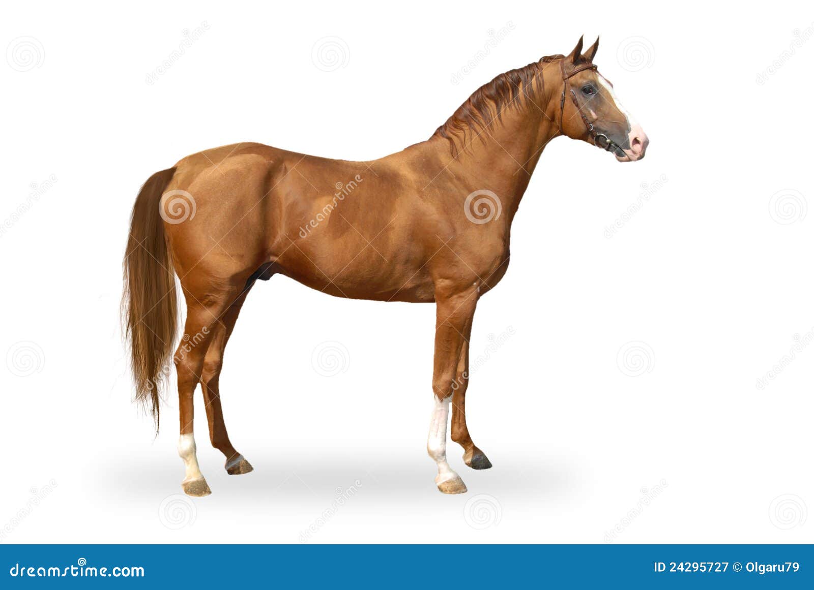 Caballo Rojo Del Warmbllood Aislado En Blanco Imagen de archivo ...