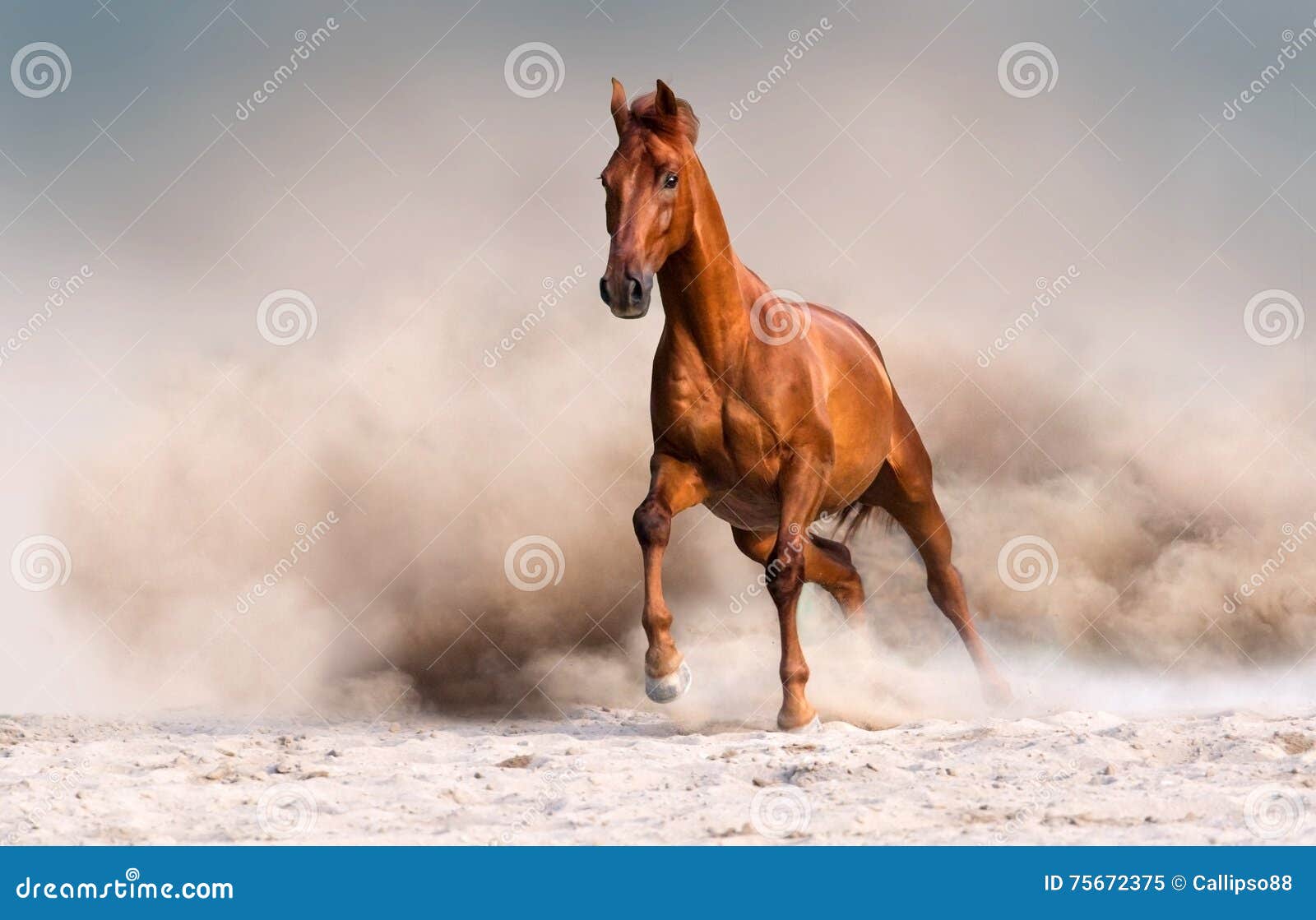 Caballo rojo en desierto imagen de archivo. Imagen de caballo - 75672375