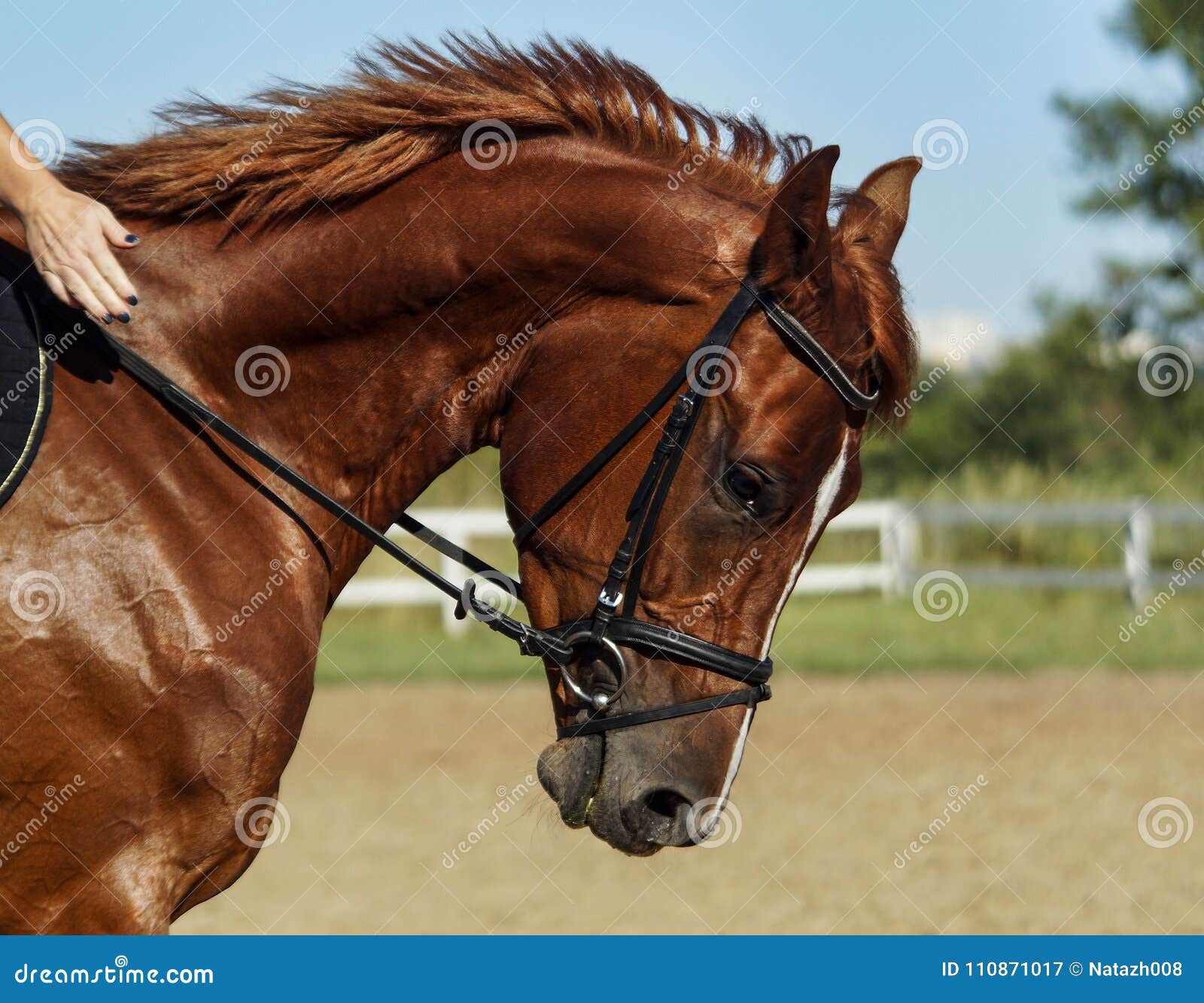 Caballo Rojo En El Prado Contra Un Cielo Imagen de archivo - Imagen de ...
