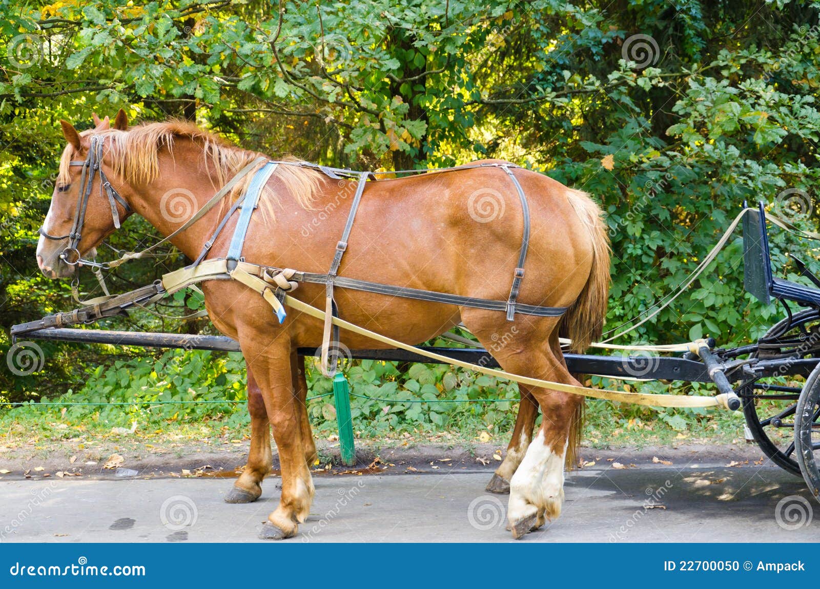 Caballo Rojo Enjaezado En Carro Foto de archivo - Imagen de escenas ...