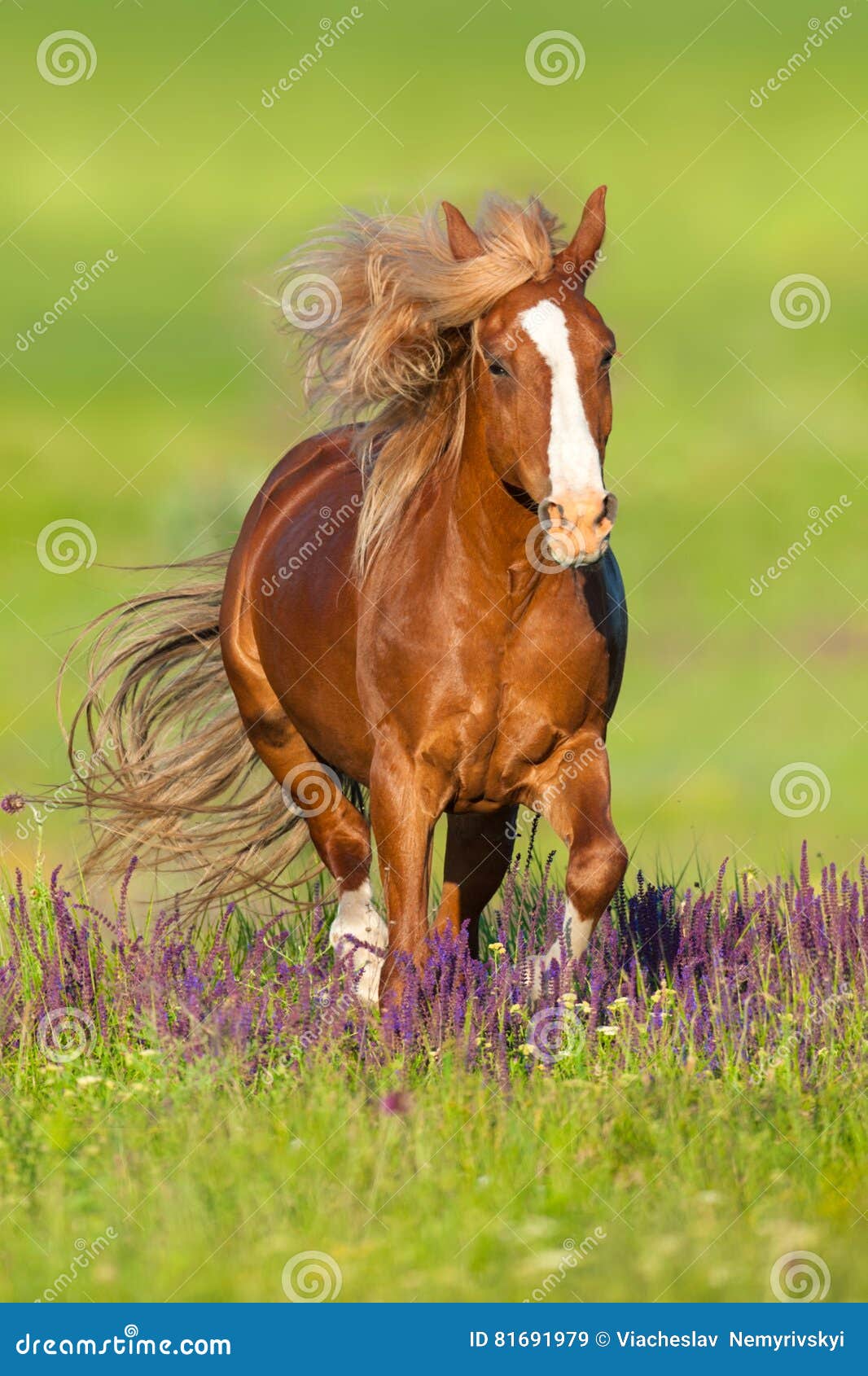 Caballo Rojo Funcionado Con En Flores Imagen de archivo - Imagen de ...