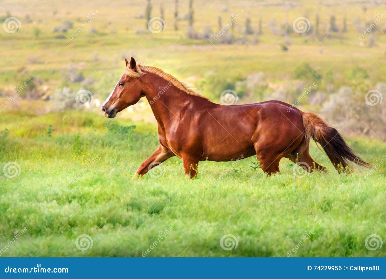 Caballo rojo hermoso foto de archivo. Imagen de animal - 74229956