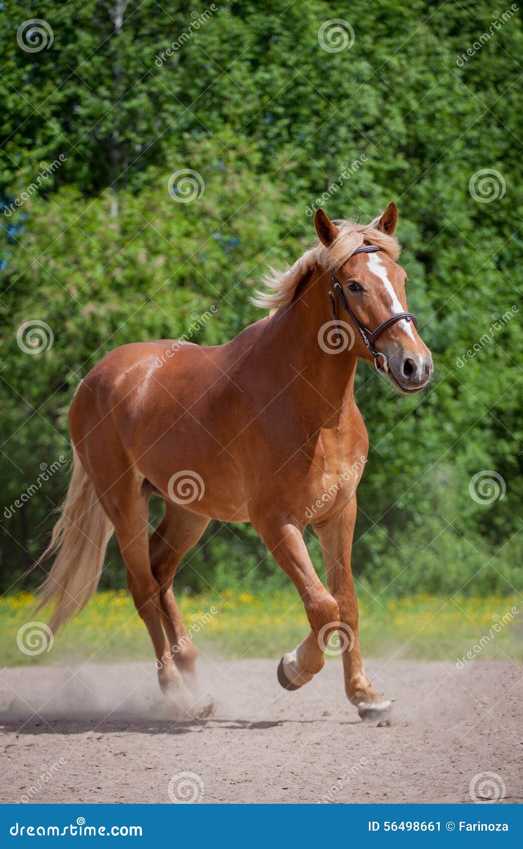 Caballo Rojo Que Corre Al Prado Verde Imagen de archivo - Imagen de ...