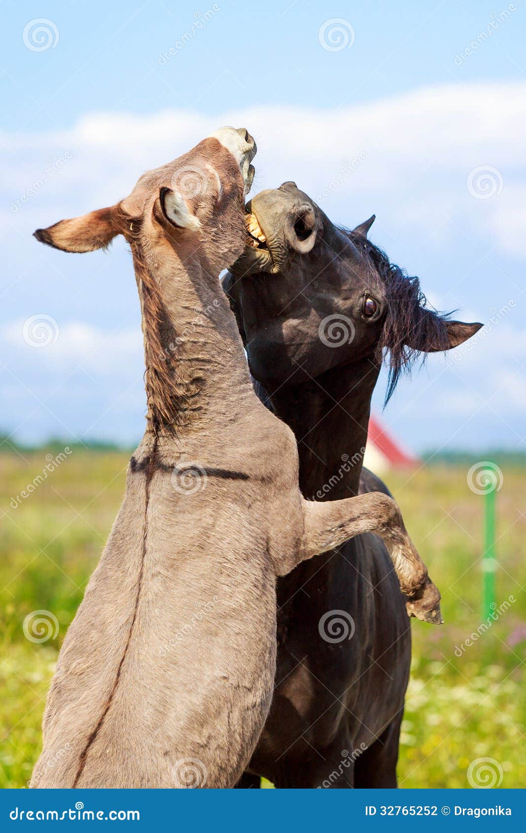 Caballo y burro foto de archivo. Imagen de animal, burro - 32765252