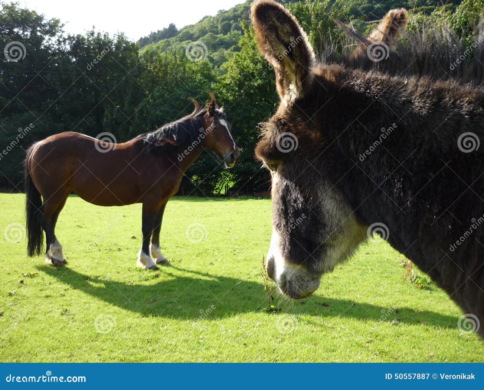 Caballo y burro imagen de archivo. Imagen de hierba, mascotas - 50557887