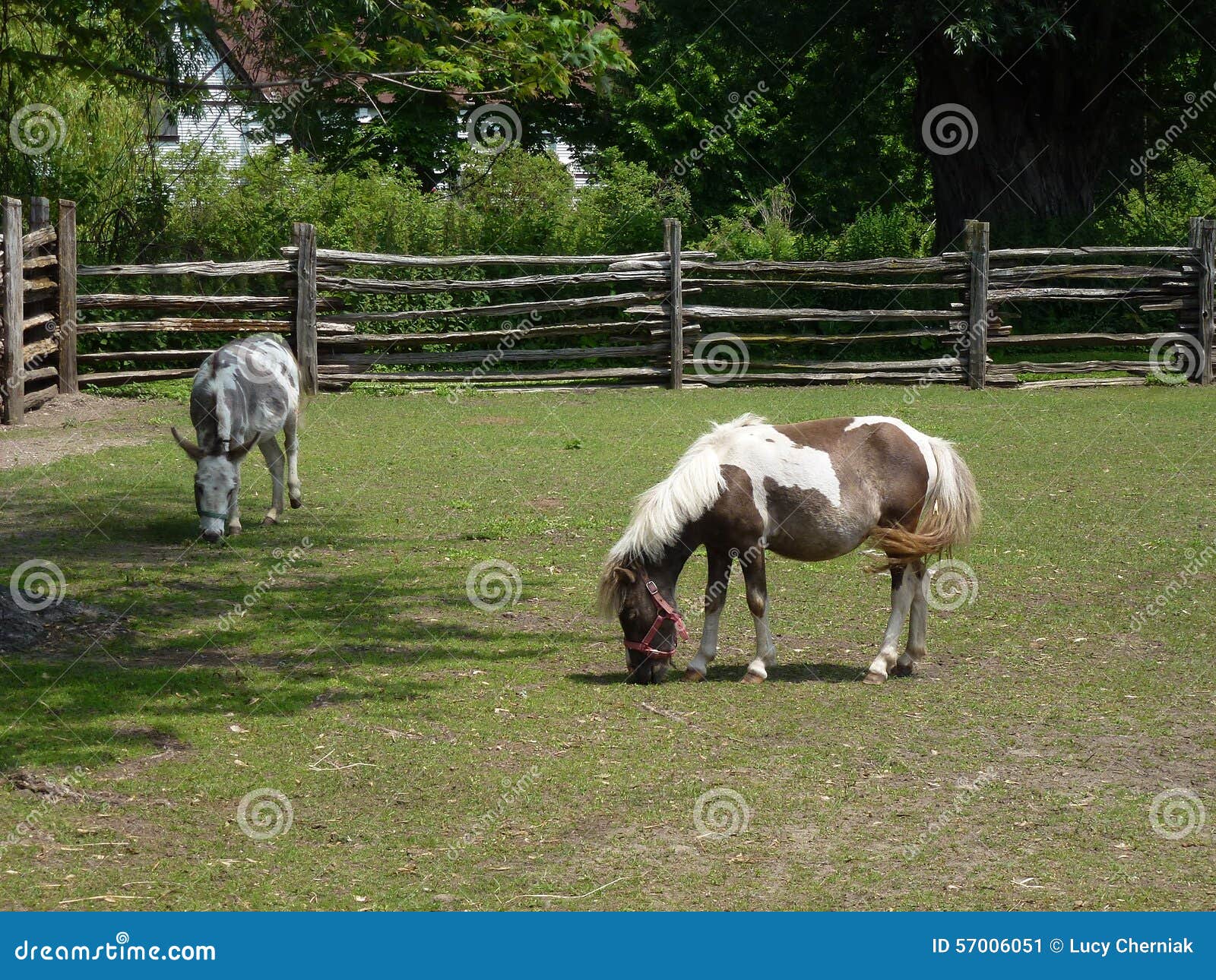 Caballo y burro imagen de archivo. Imagen de flora, cubo - 57006051
