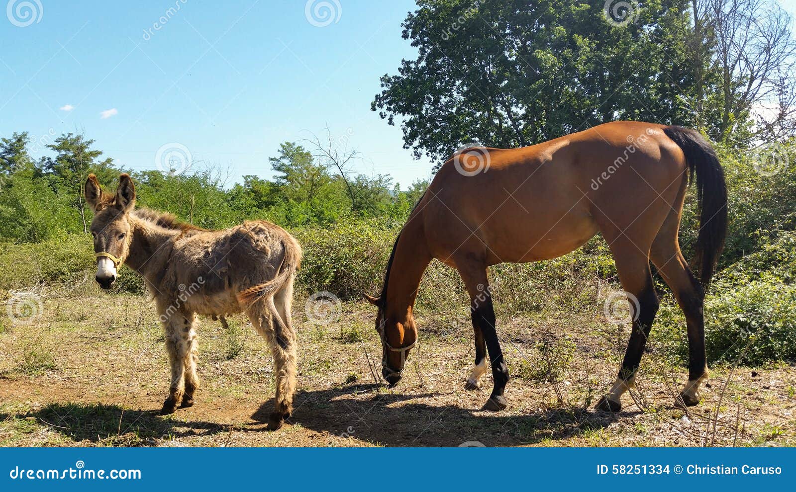 Caballo y burro foto de archivo. Imagen de granjeros - 58251334