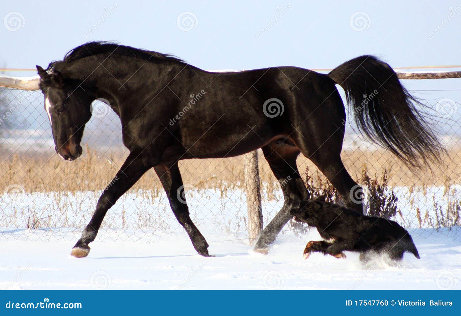 Caballo y perro foto de archivo. Imagen de trote, semental - 17547760