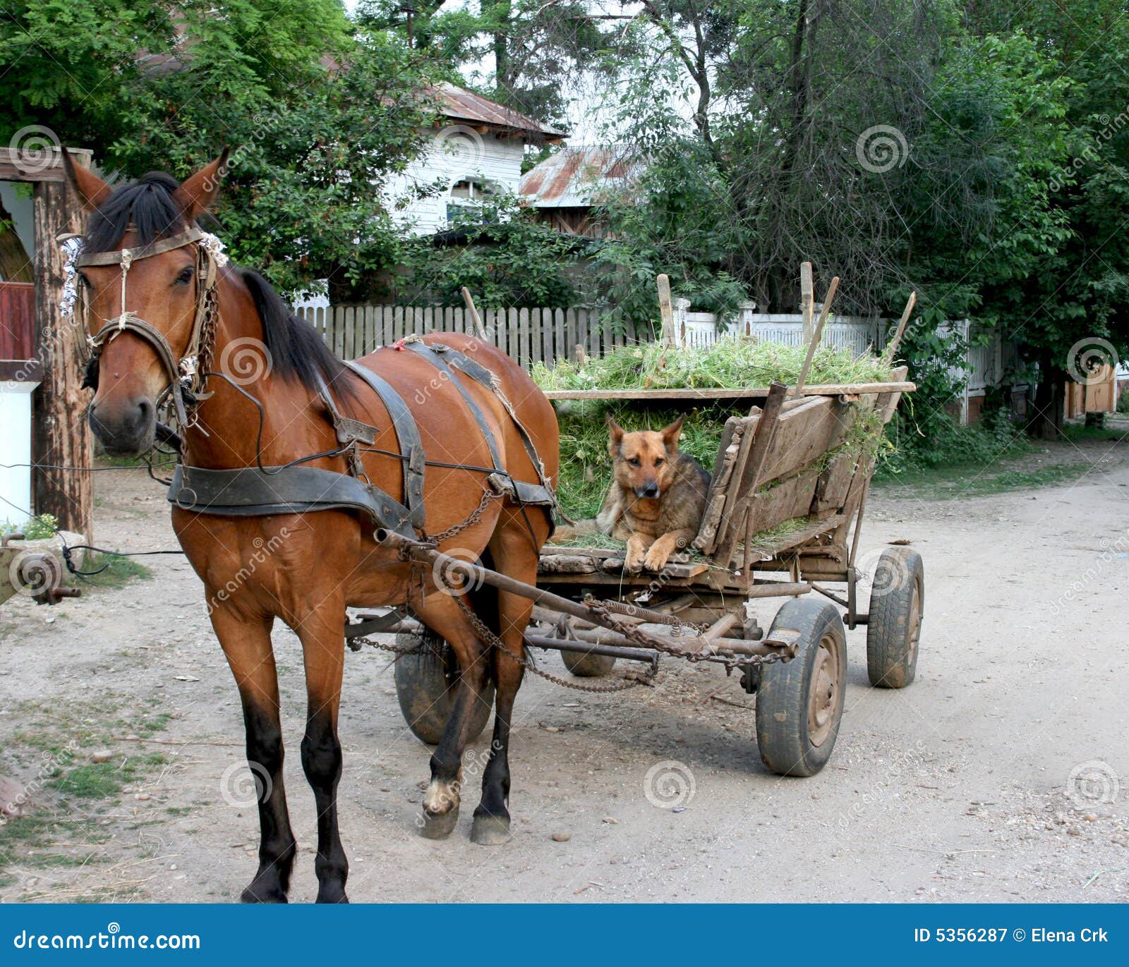 Caballo y perro imagen de archivo. Imagen de mascota, leal - 5356287