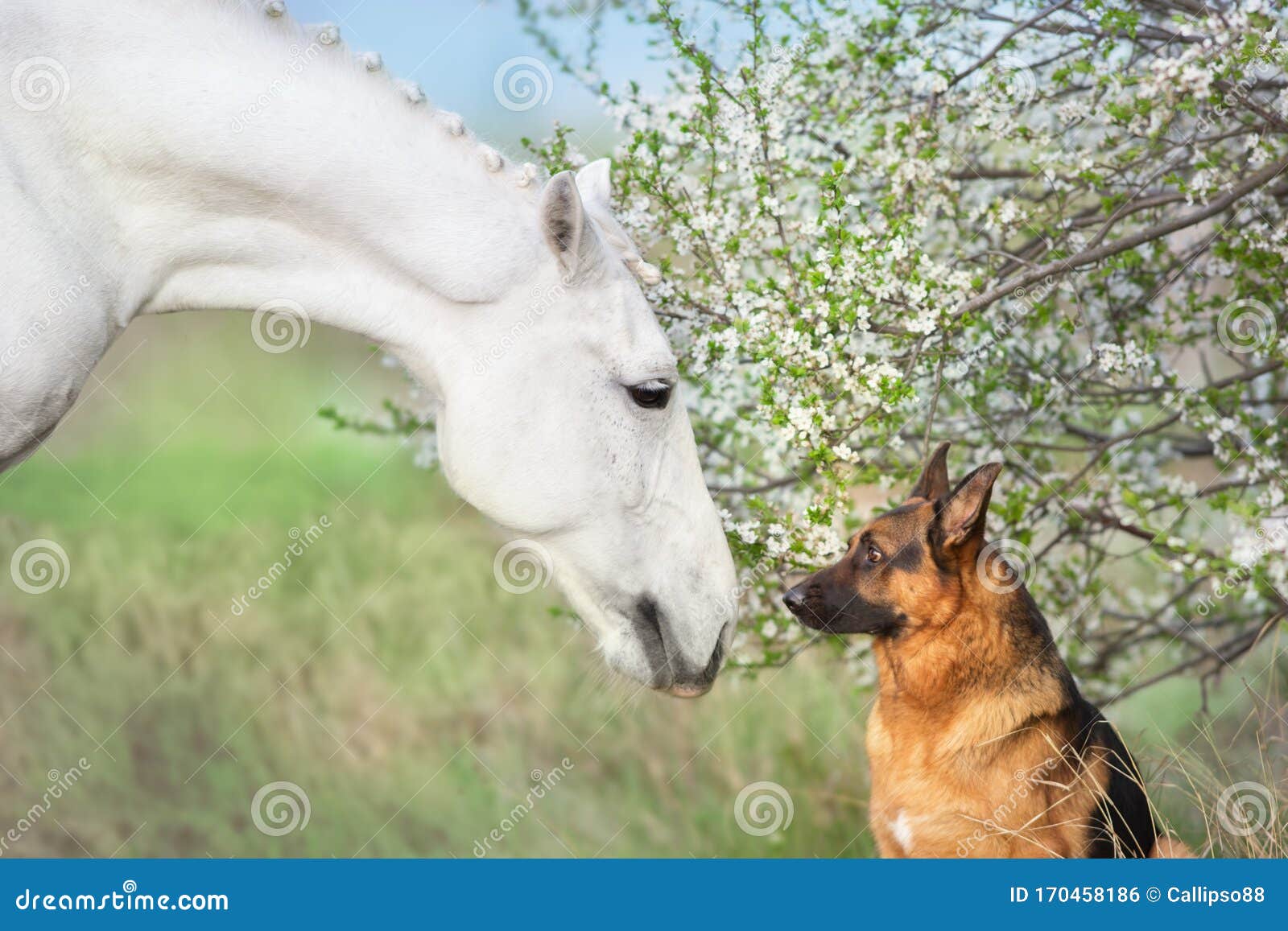 Caballo y perro foto de archivo. Imagen de semental - 170458186
