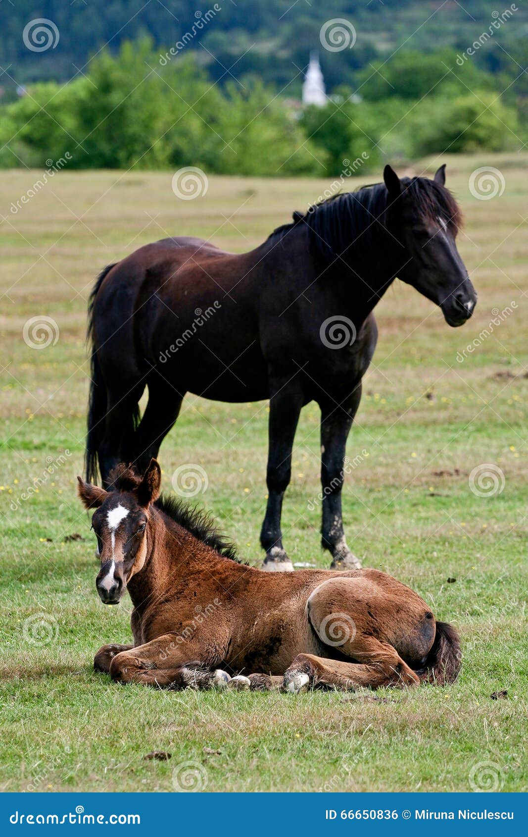 Caballo y potro foto de archivo. Imagen de hierba, equino - 66650836