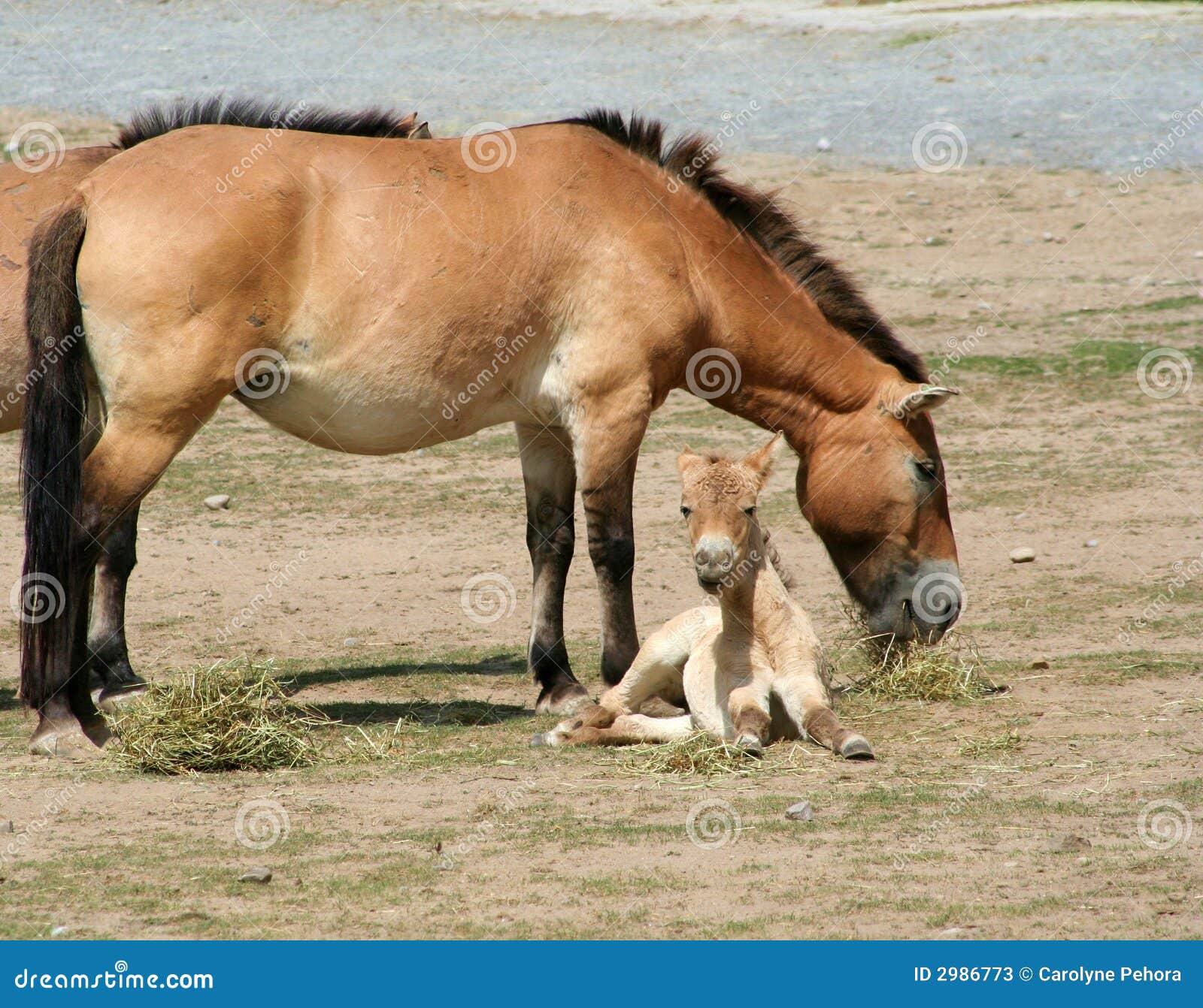 Caballo Y Potro De Przewalski Imagen de archivo - Imagen de potro ...