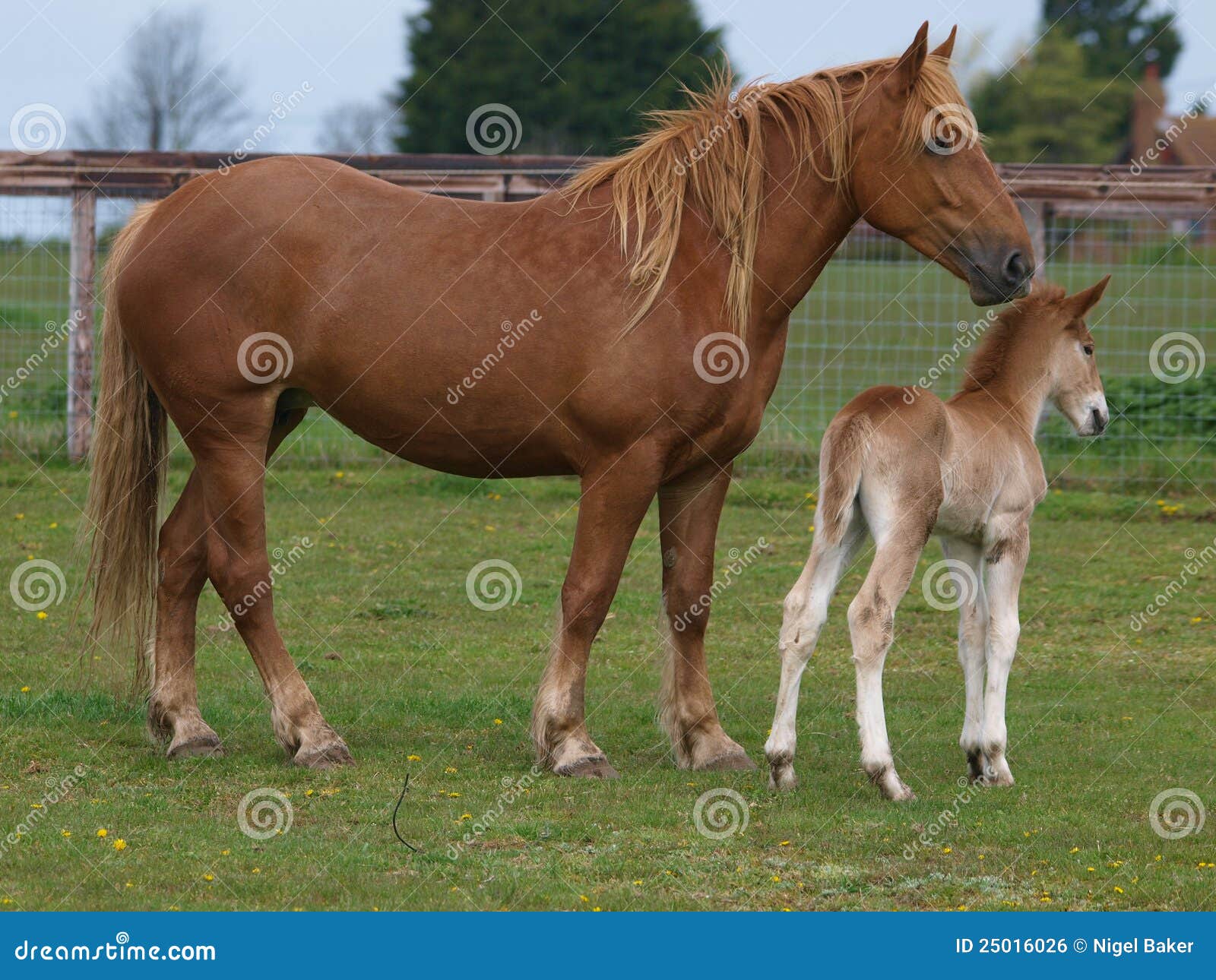 Caballo y potro de Suffolk foto de archivo. Imagen de prado - 25016026