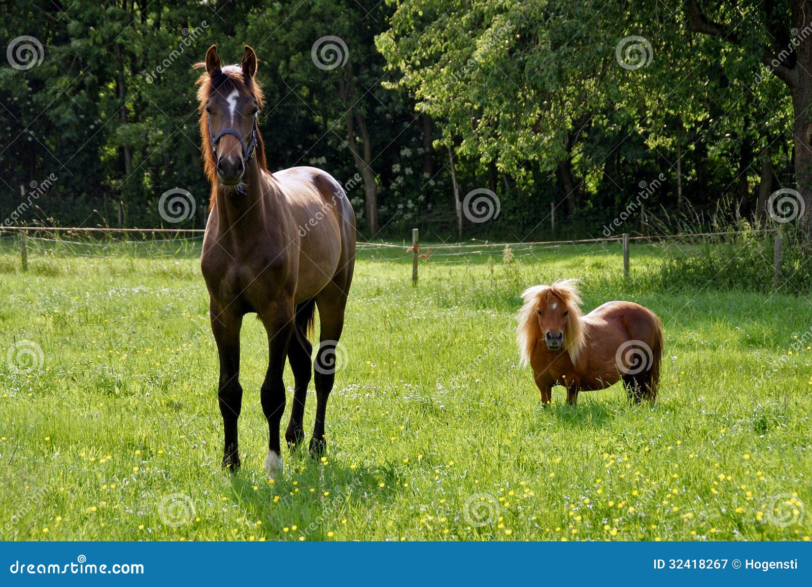 Caballo y potro en prado imagen de archivo. Imagen de comer - 32418267