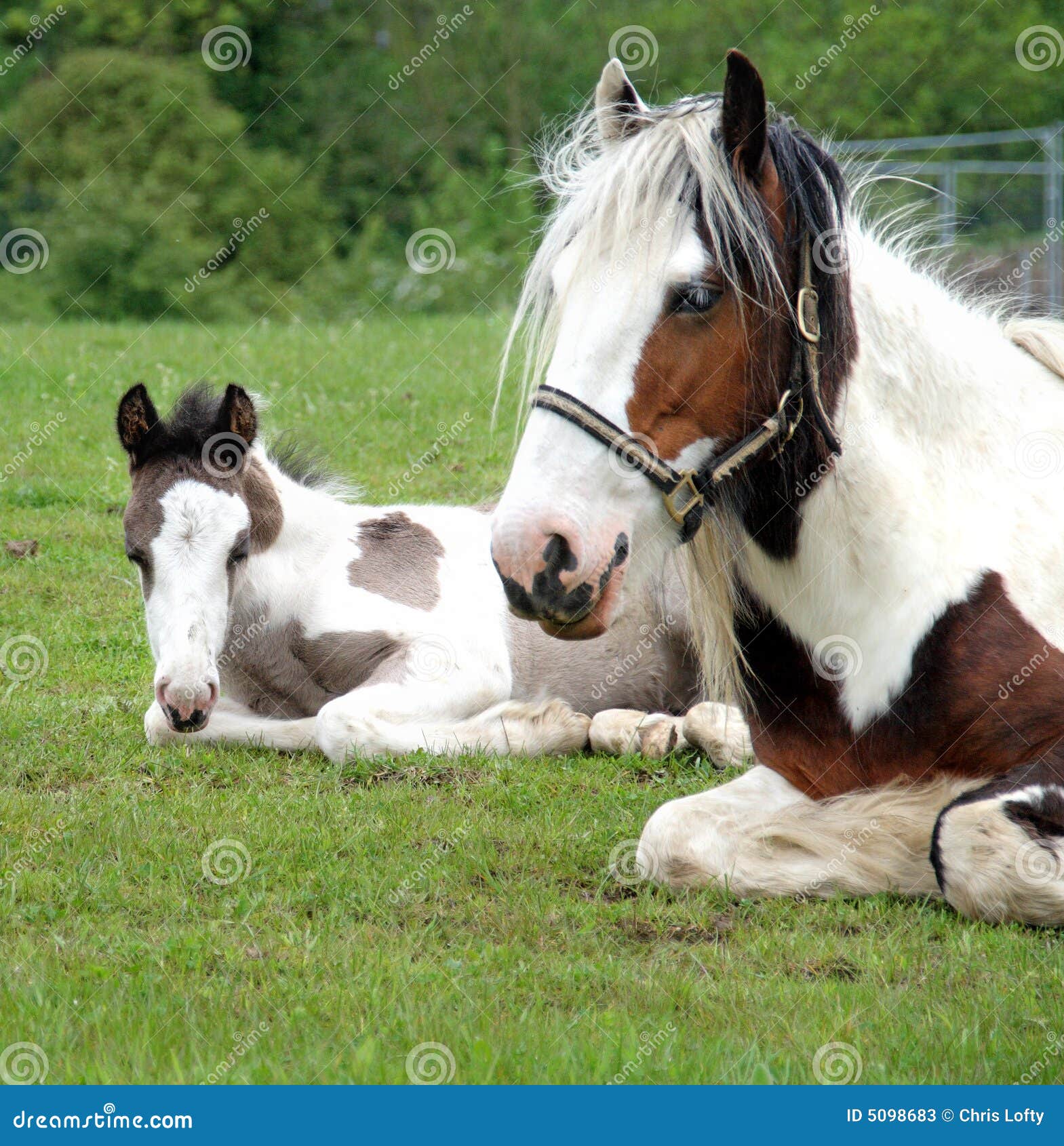 Caballo Y Potro En Sentarse En Un Prado Imagen de archivo - Imagen de ...