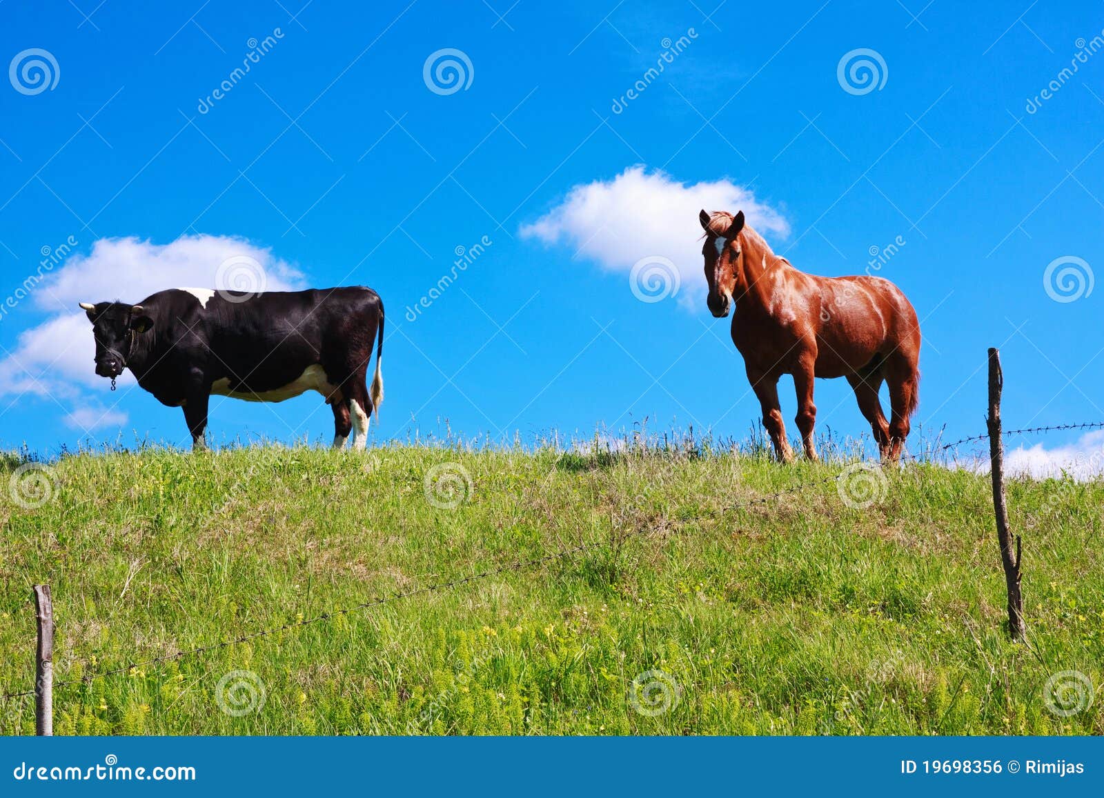 Caballo y vaca foto de archivo. Imagen de manada, exterior - 19698356