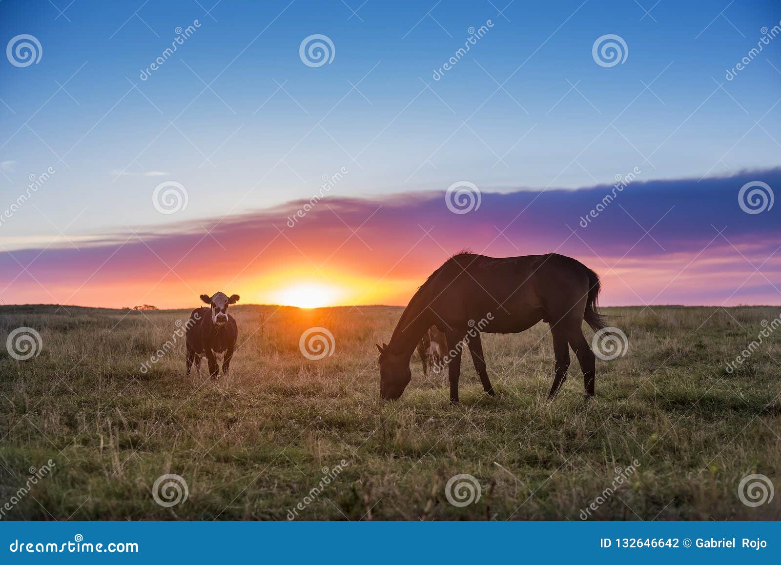 Caballo y vaca en campo foto de archivo. Imagen de horizontal - 132646642