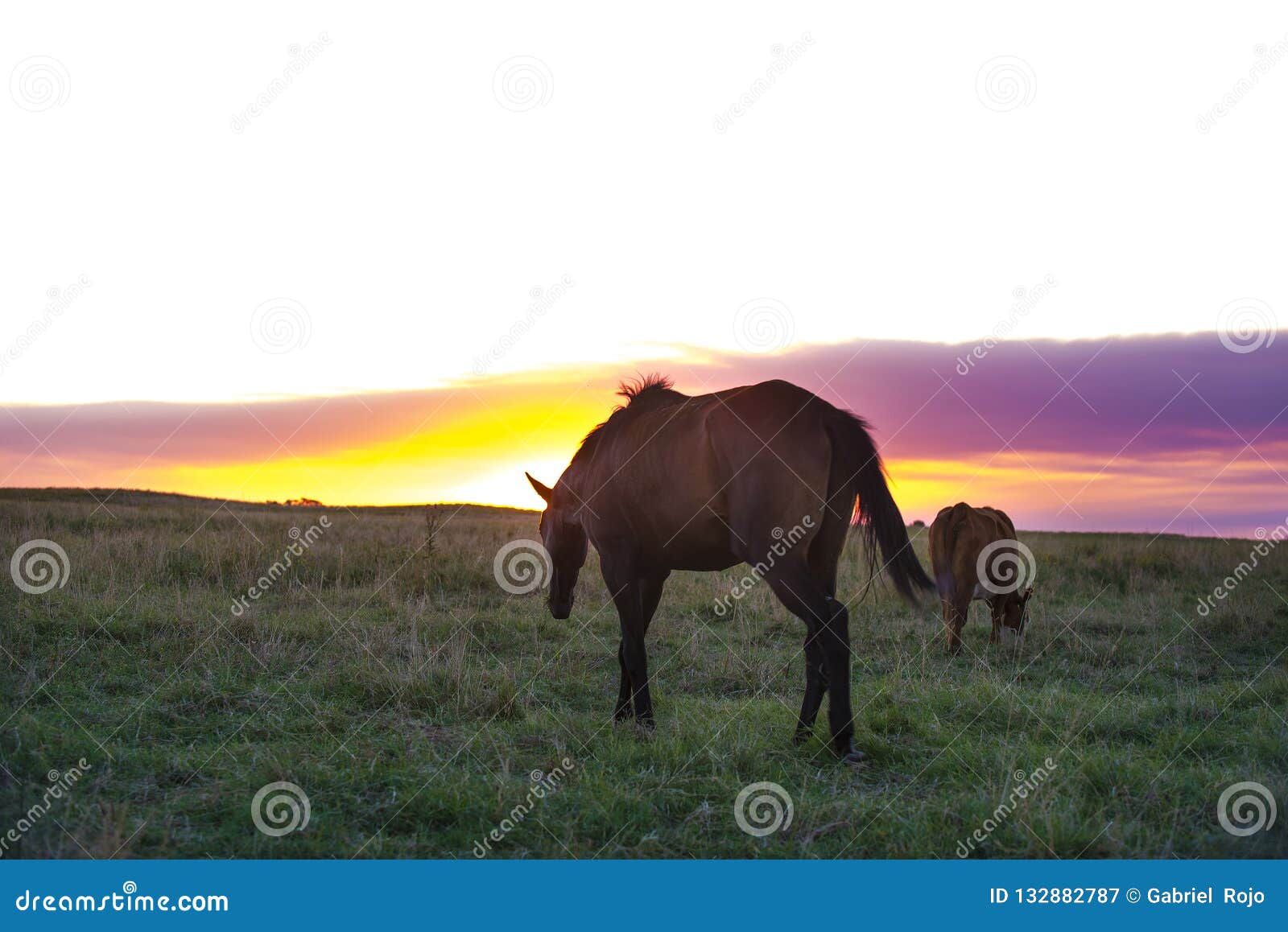 Caballo y vaca en campo imagen de archivo. Imagen de america - 132882787